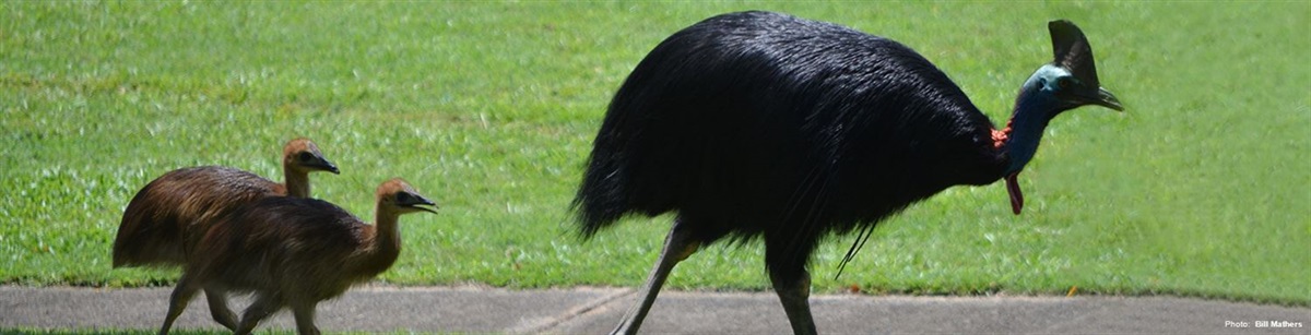 Cassowary | Cassowary Coast Regional Council