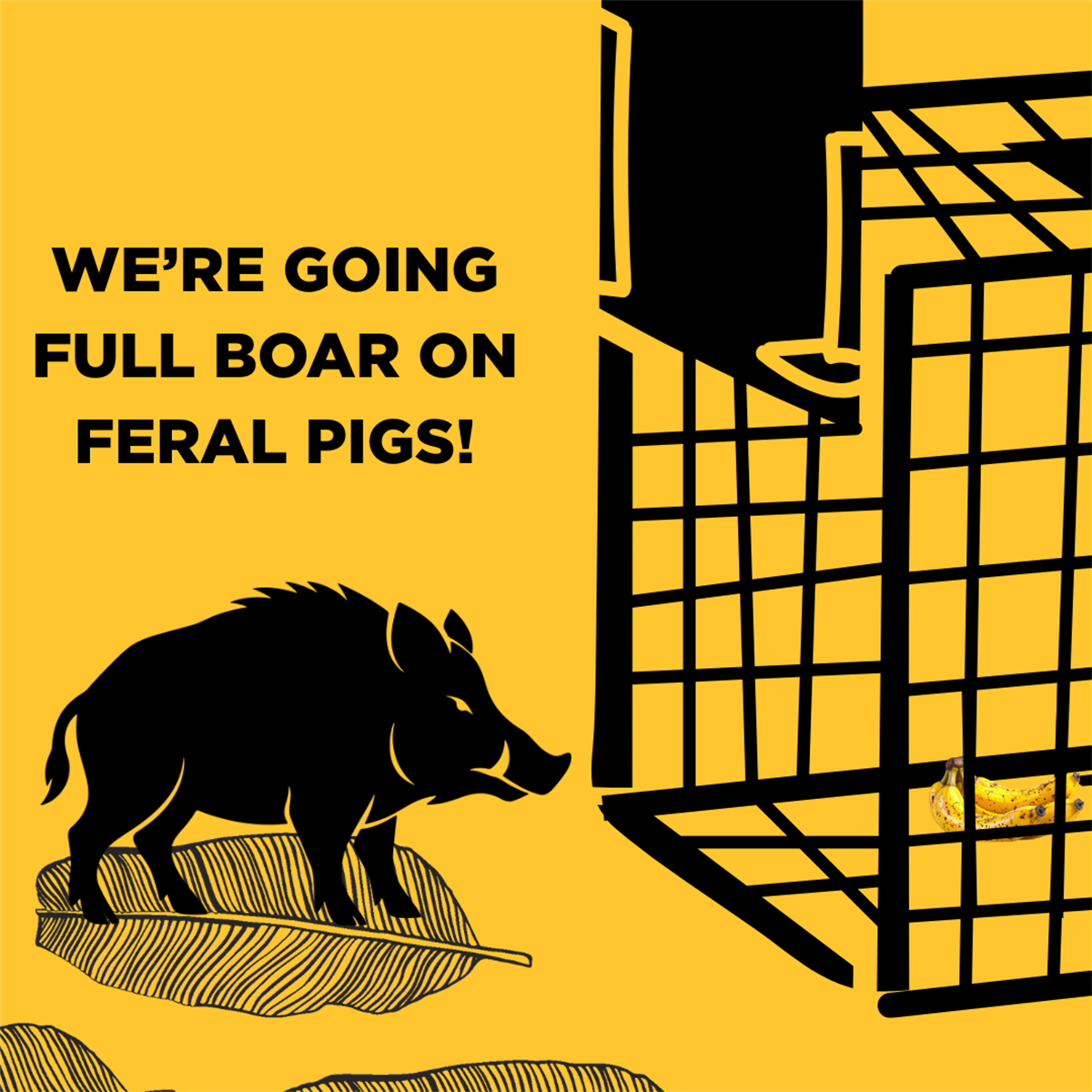 Council Goes Full Boar on Feral Pig Management | Cassowary Coast ...